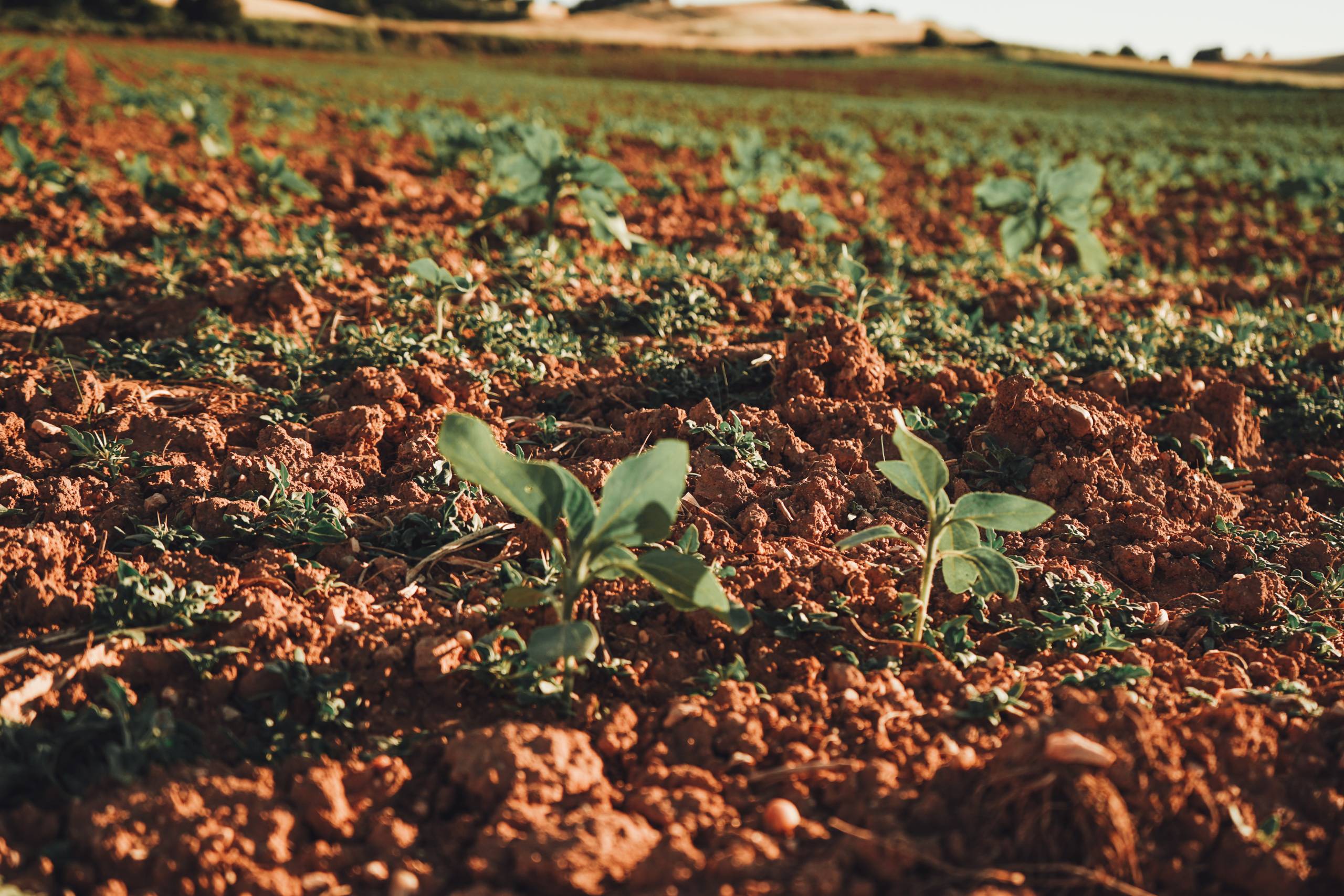 The Memory of Soil: Nourishing the Future with Ancient Agricultural ...