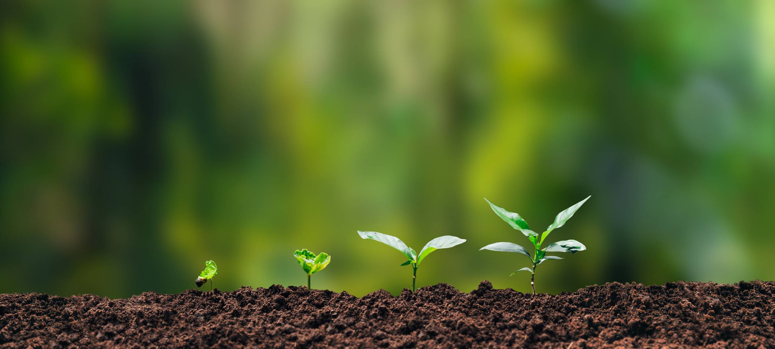 Regenerative Agriculture Model: Soil-Restoring Production Approaches ...